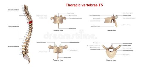 Thoracic Vertebrae Or Thoracic Spine Bone T5 Stock Illustration