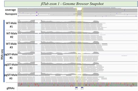 Figures And Data In Targeting Sex Determination To Suppress Mosquito Populations ELife