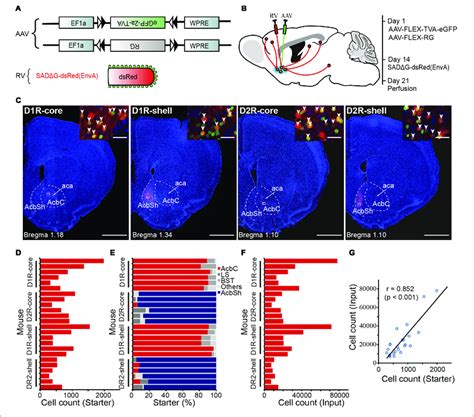 Experimental Strategy For Identification Of Monosynaptic Inputs To