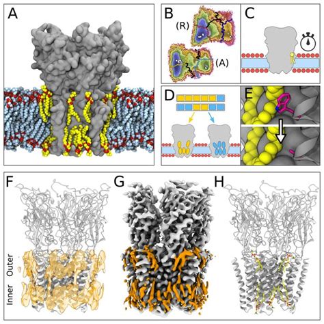 lipid protein interactions mapped by markov state modeling and