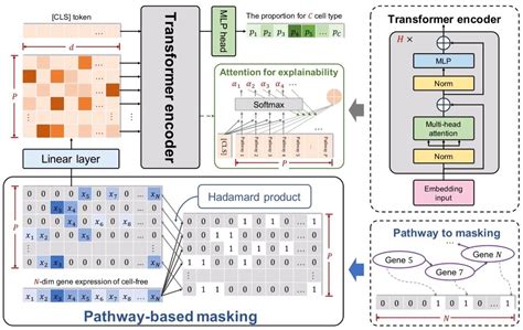 Deconformer Pathway Enhanced Transformer Based Model For Robust Enumeration Of Cell Types From