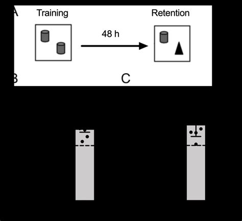 Object Recognition Memory In Msk1 And Msk2 Ko Mice Schematic