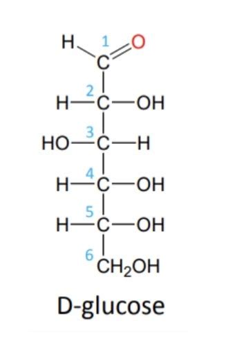 Glucose Isomers Flashcards Quizlet