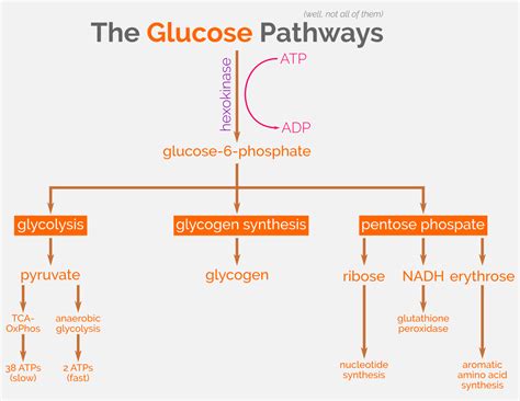 Schematic Diagram Of The Main Metabolic Pathways And Signaling Pathways