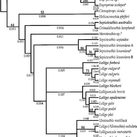 Strict Consensus Tree Of Nine Equally Likely Trees With Ranges Of Download Scientific Diagram