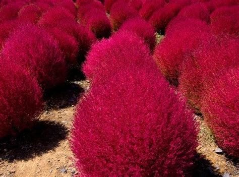 50 Burning Bush Summer Cypress Seeds Fall Red Foliage Kochia Scoparia