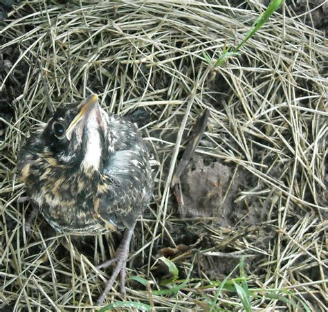 Robin Hatchling By Vampifaied On Deviantart