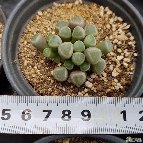 오십령옥 다육식물선인장 심폴