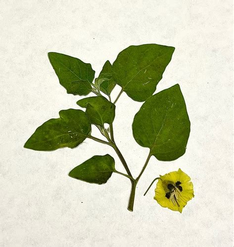 Quiz Flashcards Quizlet