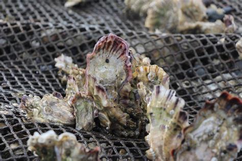 Pacific Oysters U S Geological Survey