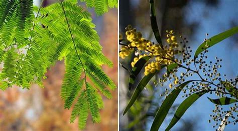 Acacia Trees Types Leaves Flowers Thorns Identification With