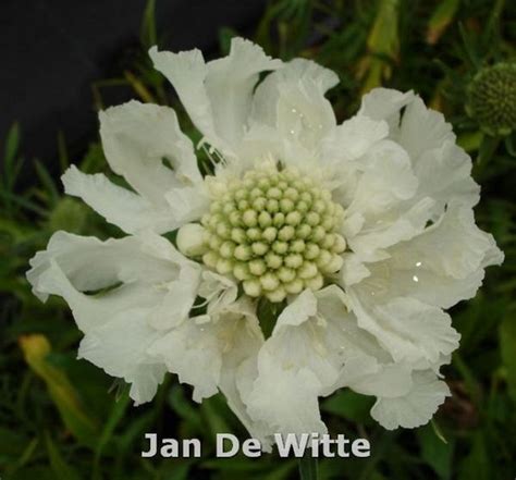 Scabiosa Flutter Pure White Duifkruidschurftkruid