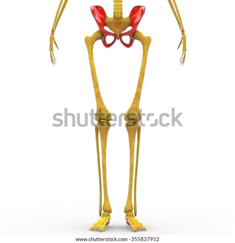 Human Skeleton Ilium Stock Illustration 355837952 Shutterstock