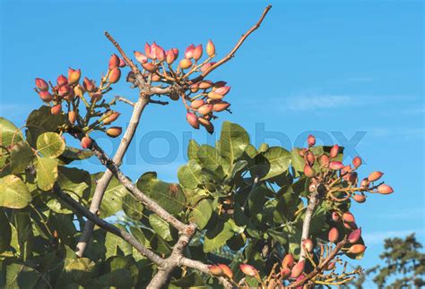 Pistachio Tree Branch Stock Image Colourbox