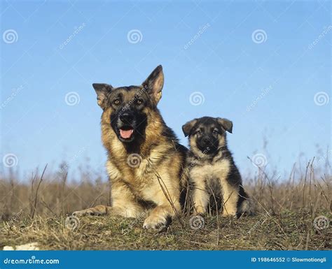 German Shepherd Mother And Puppies Adventure Weekend Getaway