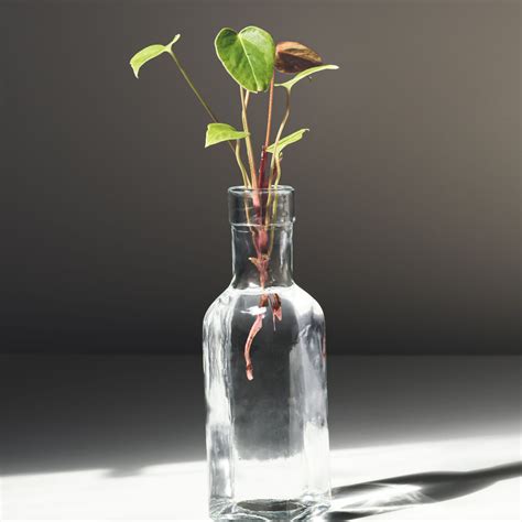 How To Propagate Anthurium The Three Best Ways Ideal Home