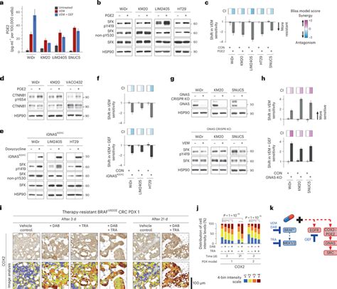 Cox2pge2 Upregulation Mediates Src Activation In Brafv600e Crc Cell Download Scientific