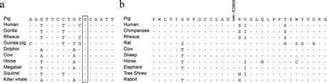 Cross Species Alignment Of Genomic Sequences Enclosing Two Snps In The