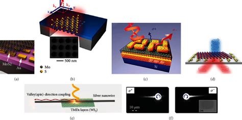 Polarization Dependent Optical Properties And Optoelectronic Devices Of