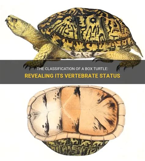 The Classification Of A Box Turtle Revealing Its Vertebrate Status