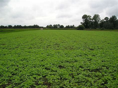 Catch Crop Alchetron The Free Social Encyclopedia