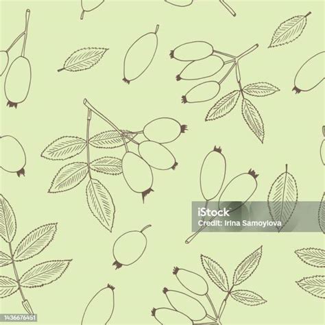 로즈힙 열매와 잎은 낙서 스타일로 그려진 매끄러운 무늬 손입니다 벽지 섬유 포장지 배경에 적합합니다 가을에 대한 스톡 벡터 아트 및 기타 이미지 Istock