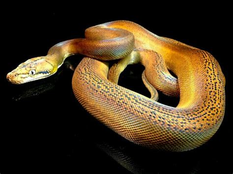 Orange Ghost Striped Python Reticulated Python Snake Lovers Reptiles