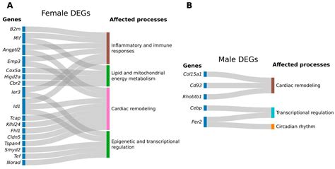 Long Term Impact Of Western Diet On Right Ventricular Transcriptome
