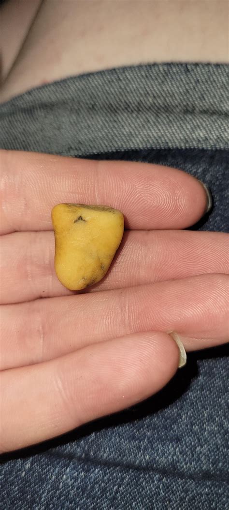 Is This A Fossilized Tooth Rwhatsthisrock