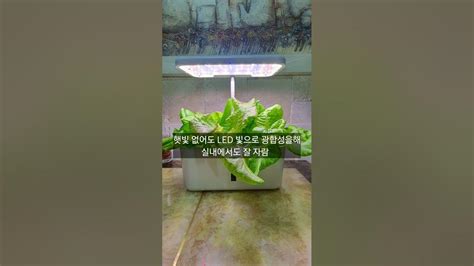 식탁에서 간편하게 수경재배기로 상추 키워 먹기 수경재배기세트 식물재배기 스마트led수경재배기 상추수경재배기 저가형수경