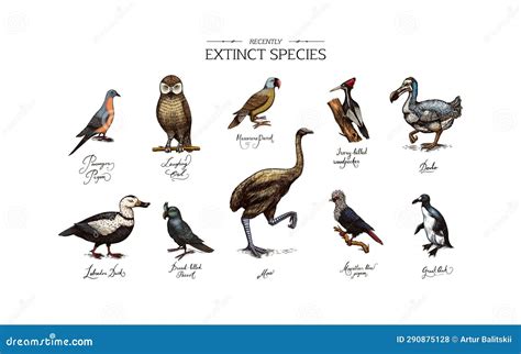 Passenger Pigeon Extinct Bird Sketch Vector Illustration