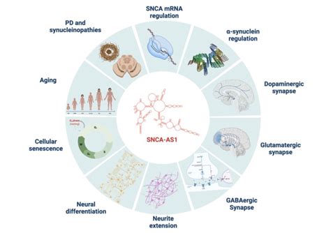 Snca As1 Impact On Many Cellular Processes Over Expression Of Snca As1