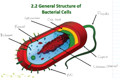Microbial Cell Structure Flashcards Quizlet