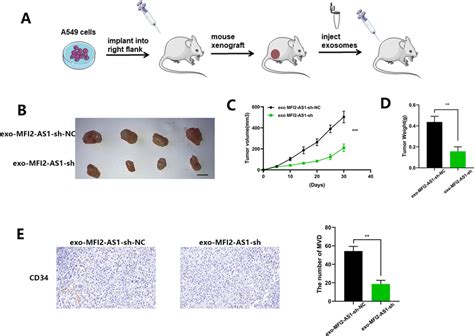 Exosomal Mfi2 As1 Promotes Angiogenesis In Vivo A Schematic Flow Chart Download Scientific