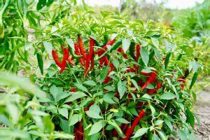 Growing Hot Peppers Complete Guide Geeky Greenhouse