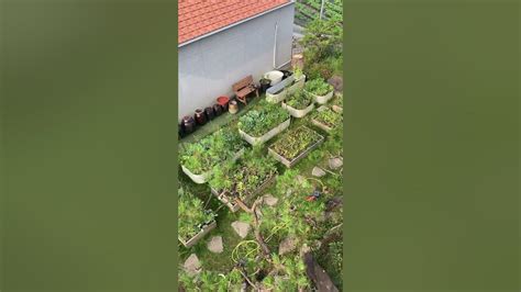 🌱마당 텃밭 정원 Youtube