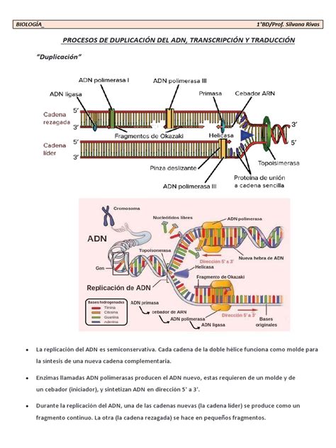 Duplicacion Transcripcion Y Traduccion Adn Pdf Rna Adn