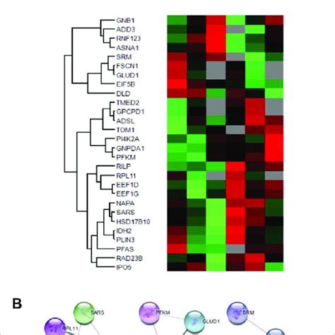 A Heatmap Showing The Proteins Differentially Expressed In Cd34
