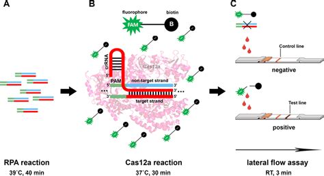 The Principle Of Rpa Crisprcas12a Lfa Method A Rpa Reaction B Cas12a