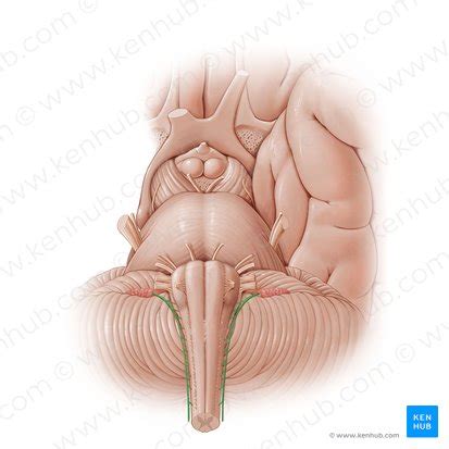 Medulla Oblongata Anatomy Brainstem Medulla Oblongata Pons And