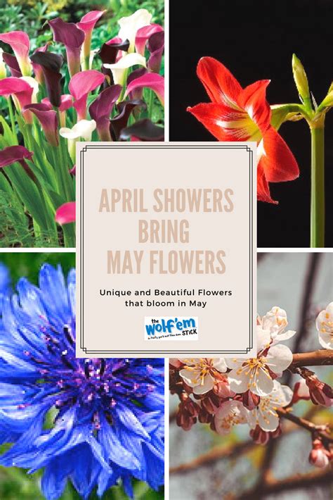 May Flowers The Wolfem Store