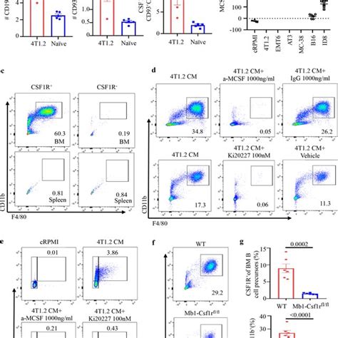 Isabel Beerman Investigator Phd Genetics Translational