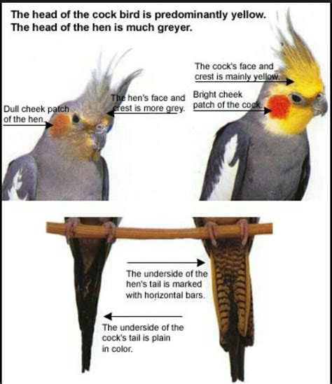 How To Identify Male And Female Of Love Birds At Charlotte Thrower Blog