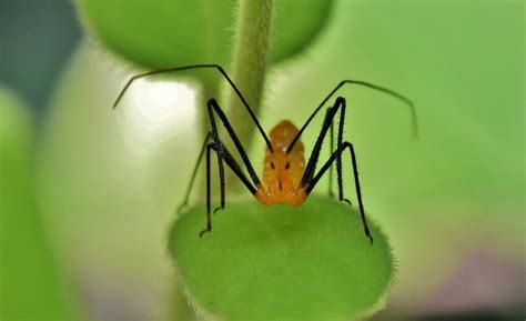 Parasite Facts Archives Critter Science