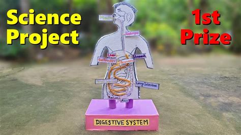 Human Digestive System Working Model Science Project Model 2024