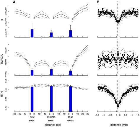 Measures Of Genetic Variation Near Protein Coding Genes And Partial