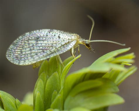 Utgångspunkt 63° 31x N 22° 31x O Hemerobius Sp