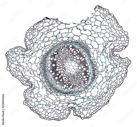 White Radish Root Cross Section Cut Under The Microscope