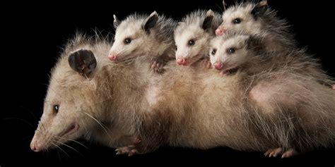 Opossum Or Possum Opossums Kentuckys Only Stunning Marsupial