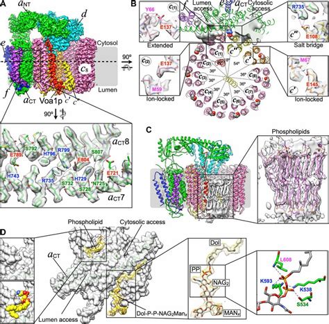 A 2 7 Å Cryo Em Structure Of Yeast V O In Lipid Nanodisc A A 2 7 Å Download Scientific
